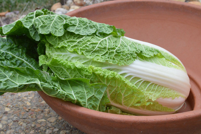 Napa Cabbage - The Veggie Fairy Team