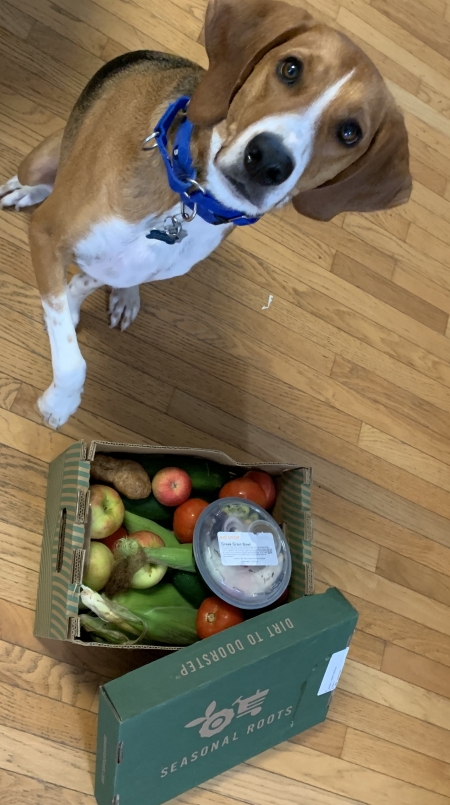 Even My Dogs Get Excited for Delivery Day